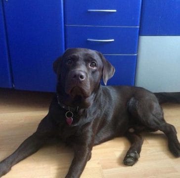 14 Quotes For Every Labrador Lover - PetPress