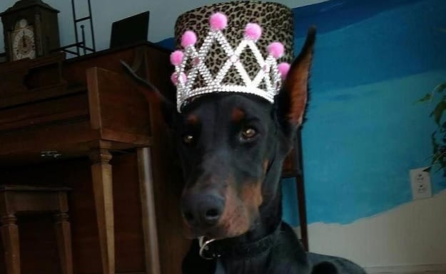 14 Amazing Halloween Costumes For Doberman Pinschers - PetPress