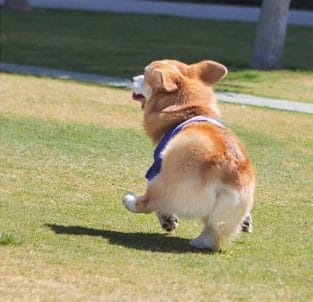 14 Funny Corgi Pics That Will Make You Smile - PetPress