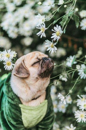 14 Reasons You Will Fall in Love with a Pug - PetPress