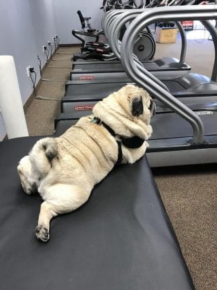 14 Reasons You Will Fall in Love with a Pug - PetPress