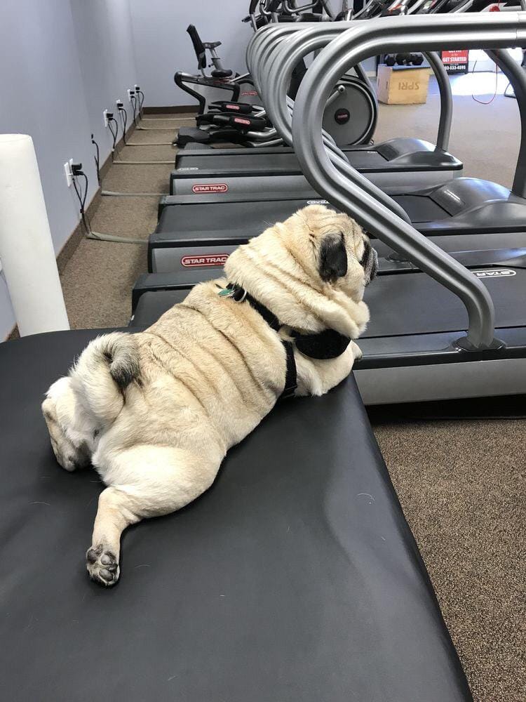 14 Reasons You Will Fall in Love with a Pug - PetPress