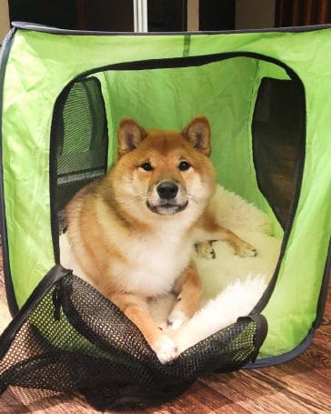 15 Photos Proving That Shiba Inu are the Best Friends - PetPress