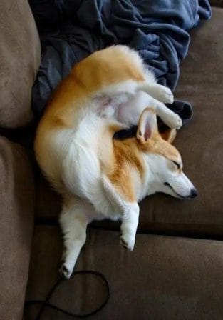 14 Funny Corgi Pics That Will Make You Smile - PetPress