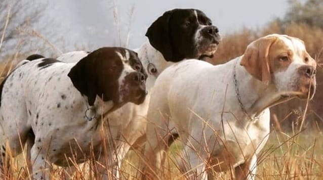 14 Fascinating Facts About English Pointers - PetPress