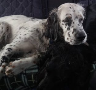 14 Things You Didn’t Know About the English Setter - PetPress