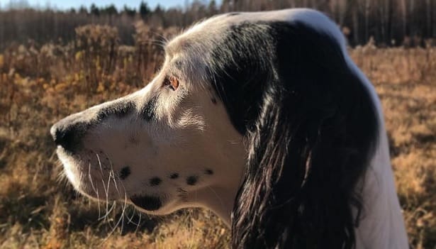 14 Amazing Facts About The English Setter - PetPress