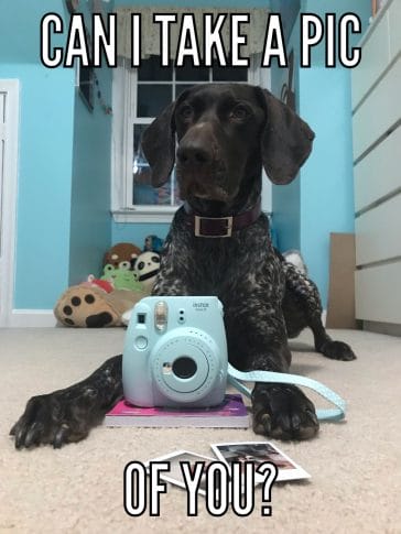 The 15 Funniest German Shorthaired Pointer Memes - Page 2 of 3 - PetPress