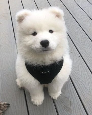 14 Pics Proving That Samoyed is a Smiley Dog - PetPress