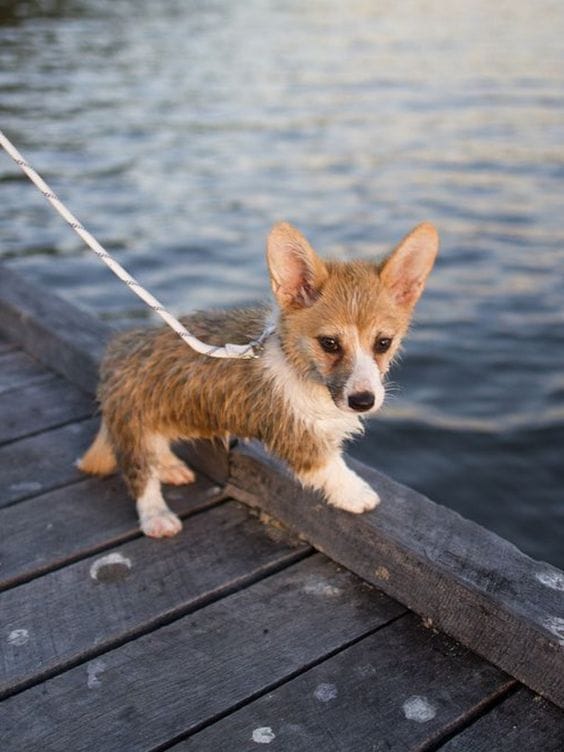 14 Funny Corgi Pics That Will Make You Smile - PetPress