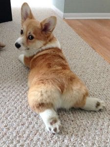 14 Funny Corgi Pics That Will Make You Smile - PetPress