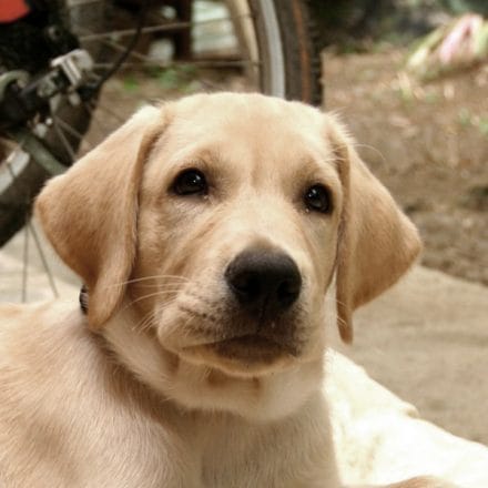 14 Quotes For Every Labrador Lover - PetPress
