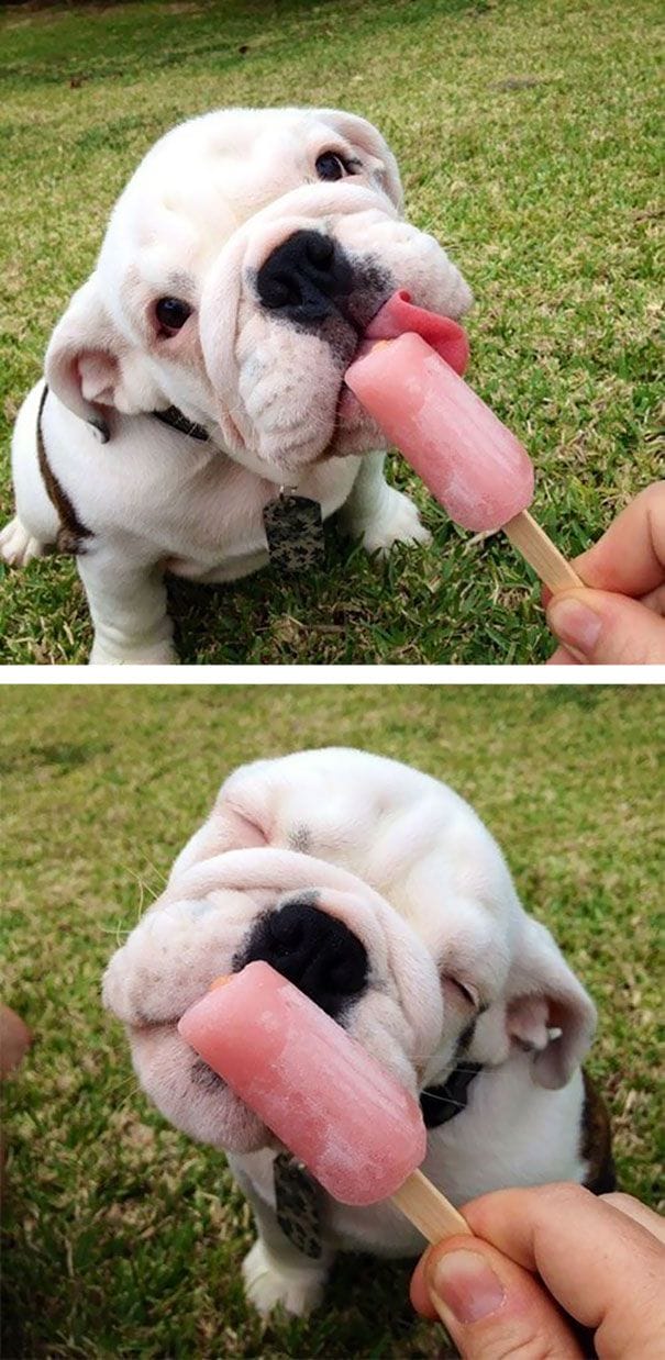 16 Cute Bulldog Puppies That Will Melt Your Heart - PetPress