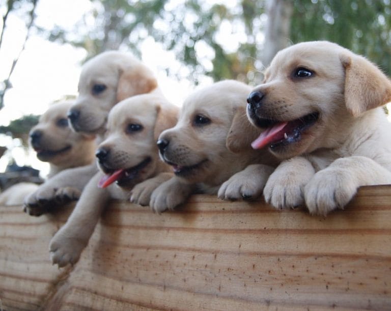 14 Reasons Why Labradors Are Best Friends For You - PetPress