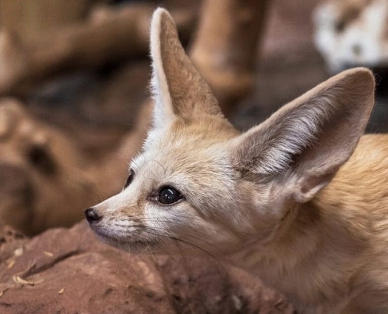 10 Exotic Animals That Are Allowed as Pets in California - PetPress