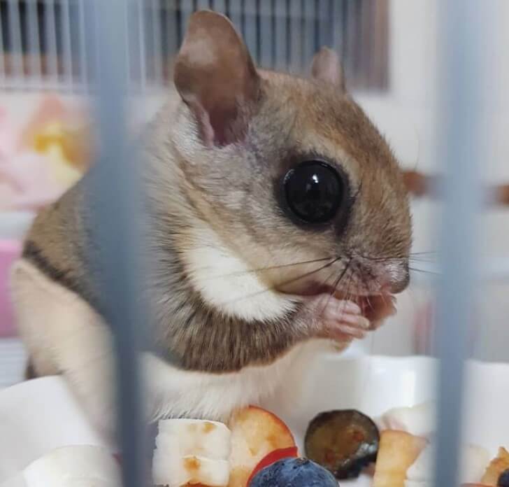 Top 7 Most Cuddly and Affectionate Exotic Pets - PetPress