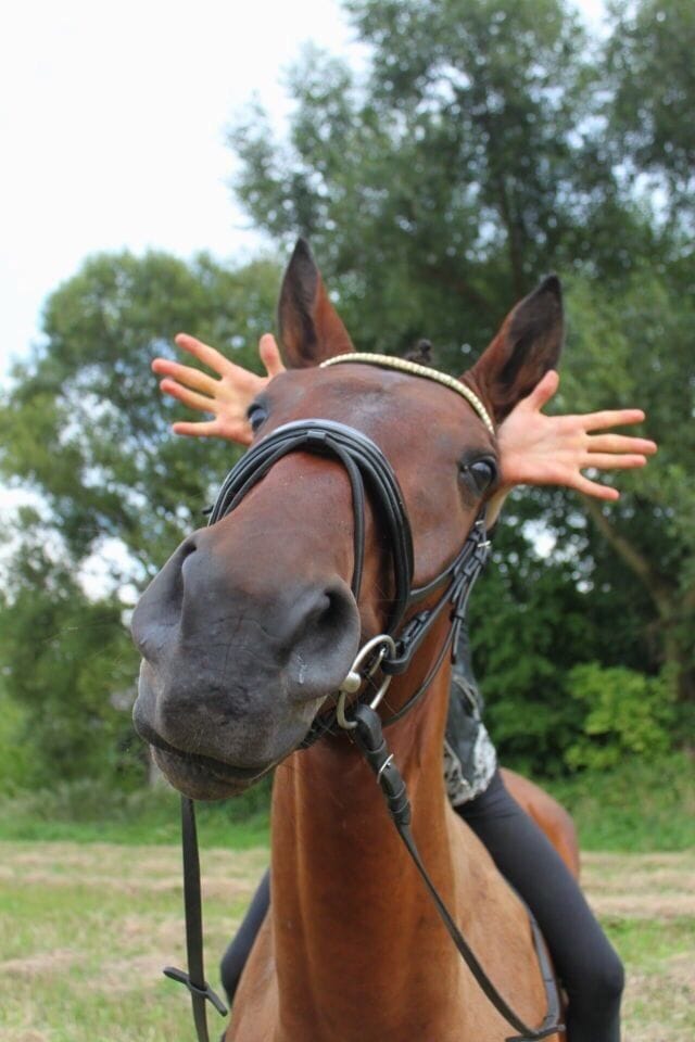 14 Funny Pictures For Horse Lovers - PetPress