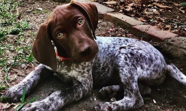 The 15 Funniest German Shorthaired Pointer Memes - PetPress