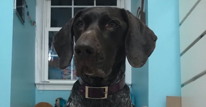 The 15 Funniest German Shorthaired Pointer Memes - PetPress