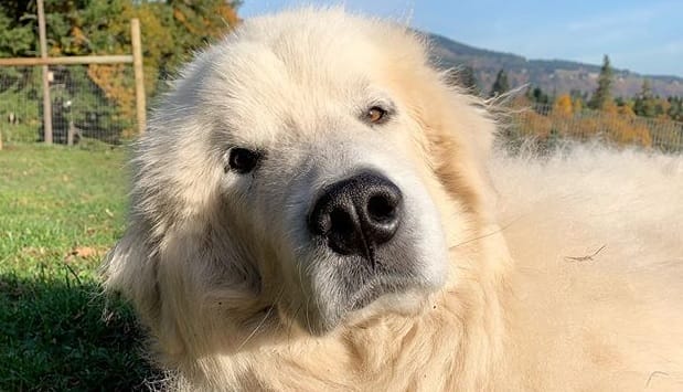14 Things You Didn’t Know About the Great Pyrenees - Page 2 of 3 - PetPress