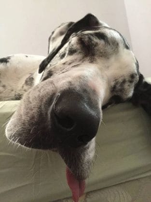 14 Photos That Prove Great Danes are Majestic - PetPress