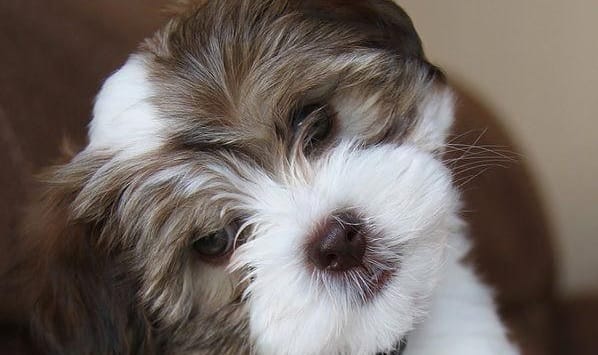 14 Photos Of Havanese That Will Make You Smile - PetPress