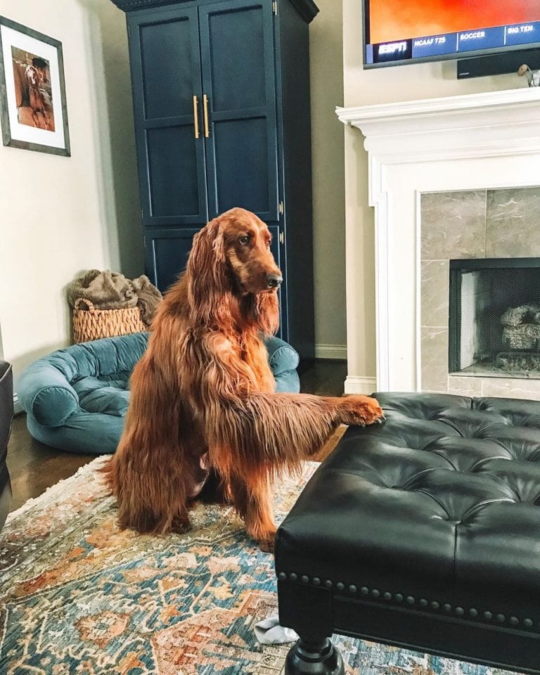 14 Charming Facts About The Most Beautiful Dogs – Irish Setters - PetPress