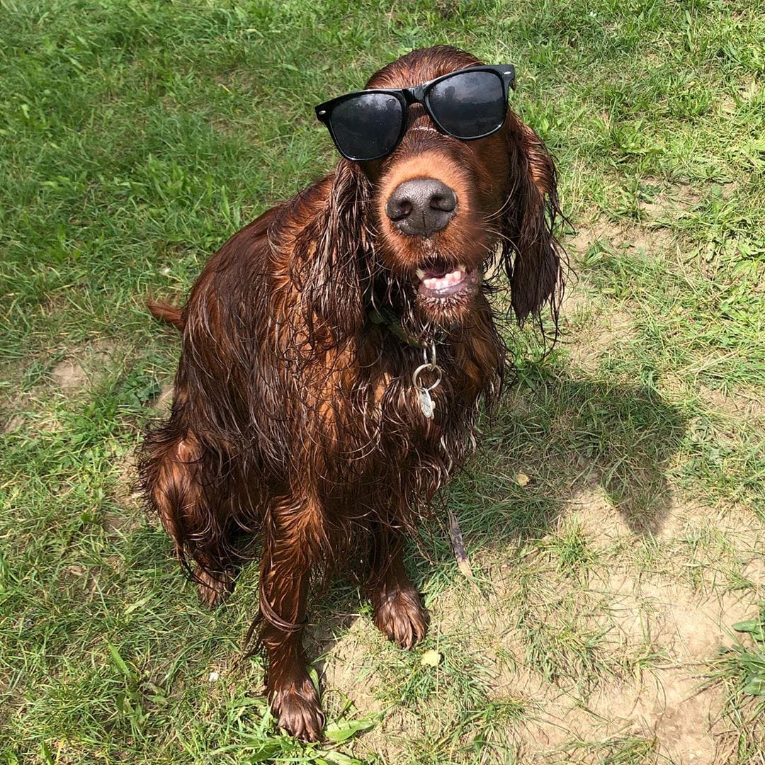 14 Charming Facts About The Most Beautiful Dogs – Irish Setters - PetPress