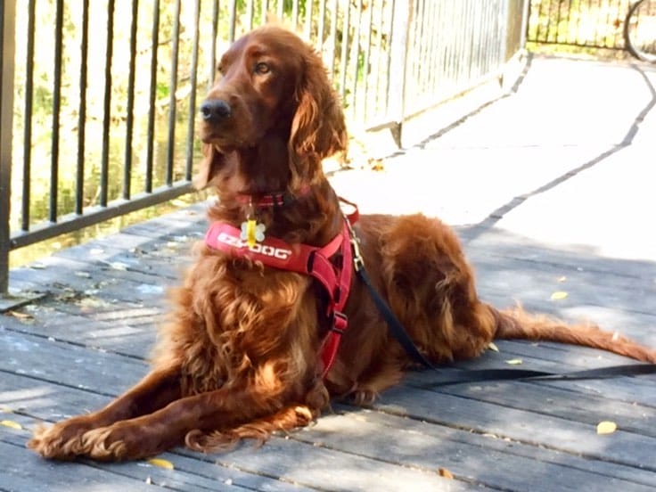 14 Charming Facts About The Most Beautiful Dogs – Irish Setters - PetPress