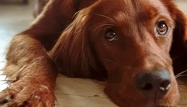 14 Interesting Facts You Should Know About Irish Setter - PetPress