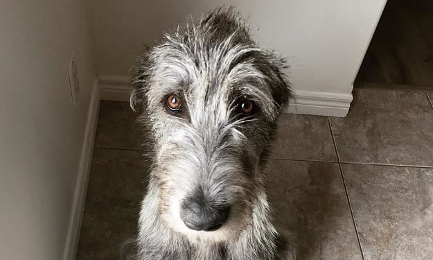 14 Big Facts About Giant Irish Wolfhounds - PetPress