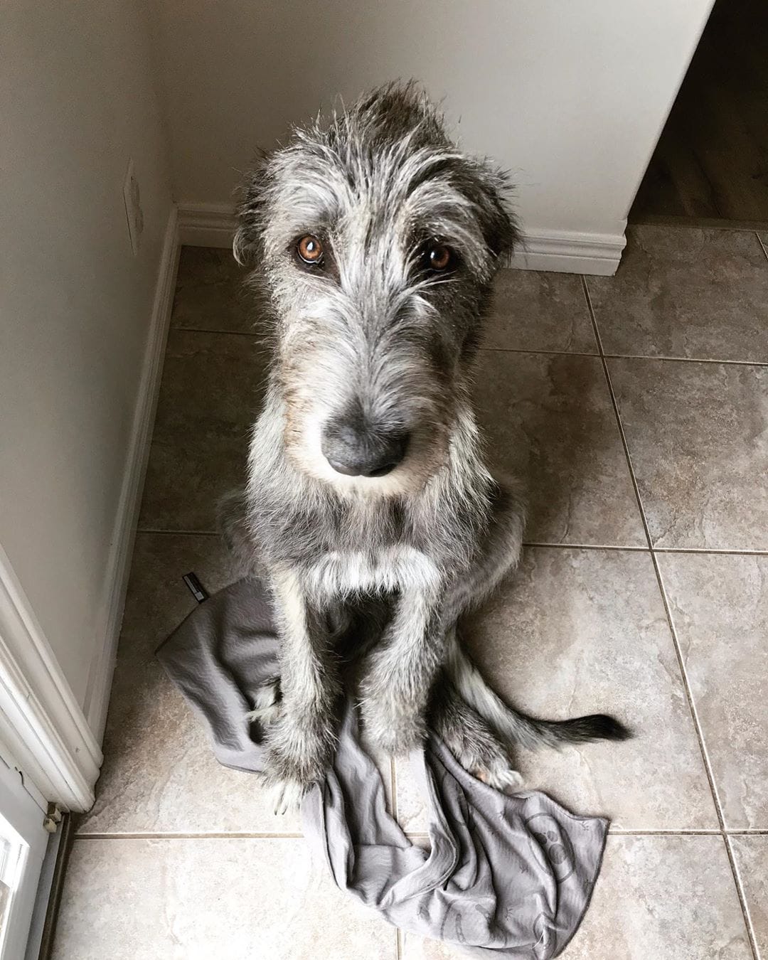 14 Big Facts About Giant Irish Wolfhounds - PetPress