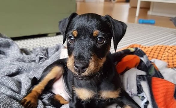 14 Things You Need to Know About the Jagdterrier - PetPress