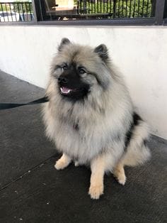 14 Facts For Keeshond Lovers - PetPress
