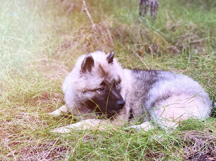 14 Weird Facts About Keeshonds - PetPress