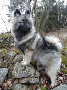 14 Facts For Keeshond Lovers - PetPress