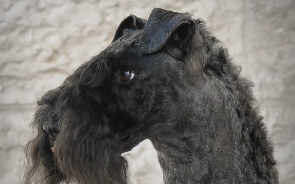 14 Interesting Facts About Kerry Blue Terriers - PetPress