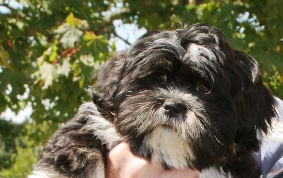 14 Facts For Lhasa Apso Lovers - PetPress