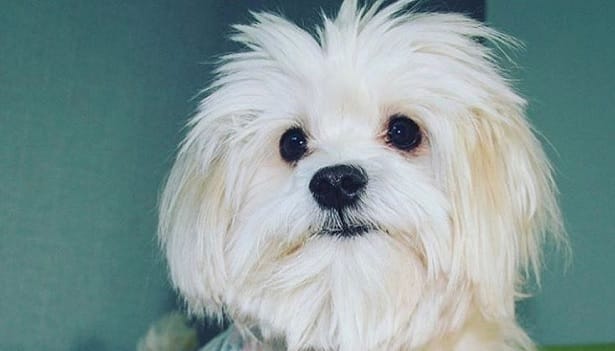 14 Great Facts About Maltese - PetPress