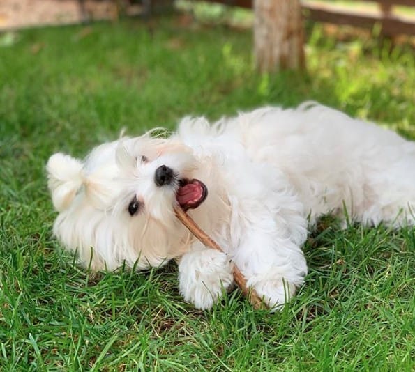 14 Great Facts About Maltese - PetPress