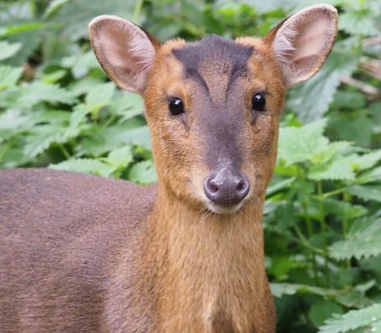 Bambi's Buddies: 6 Deer Species You Can Keep as Pets - PetPress