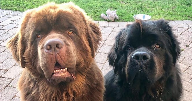 14 Newfoundlands Who Need More Rest on a Beach - PetPress