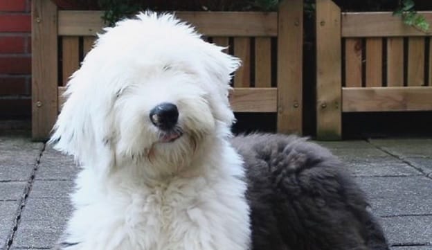 14 Ravishing Facts About Old English Sheepdogs - PetPress