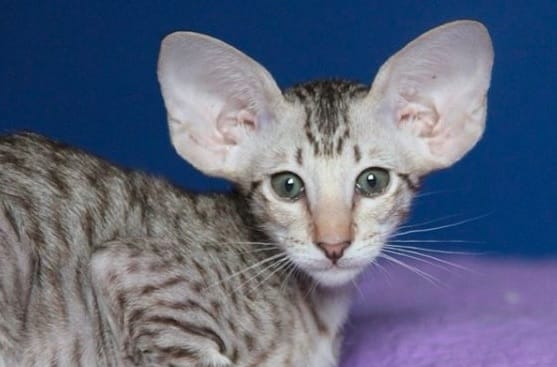 14 Main Features Of Oriental Shorthair Cats - PetPress
