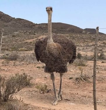 10 Exotic Animals That Are Allowed as Pets in California - PetPress