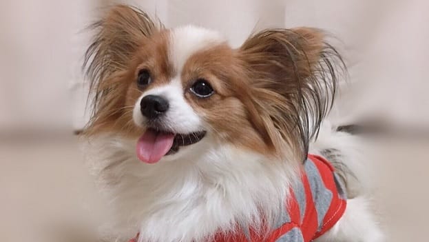 14 Interesting and Funny Facts About Papillons - PetPress