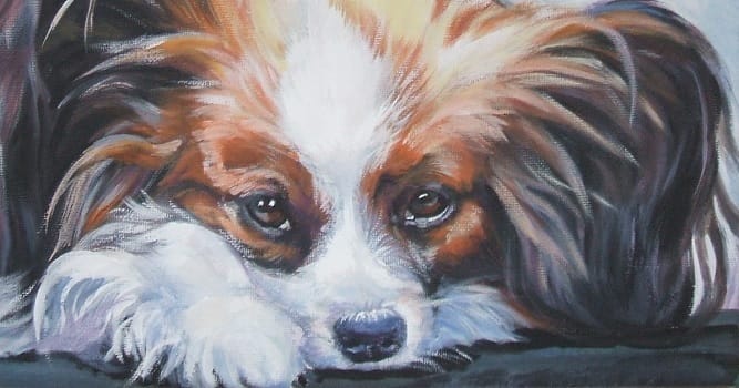 15 Papillon Pictures to Brighten Your Day - PetPress