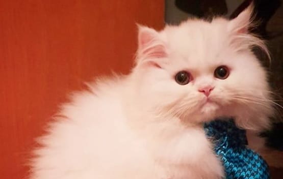 14 Tips For Caring For The Most Furry Cats - Persian Cats - PetPress