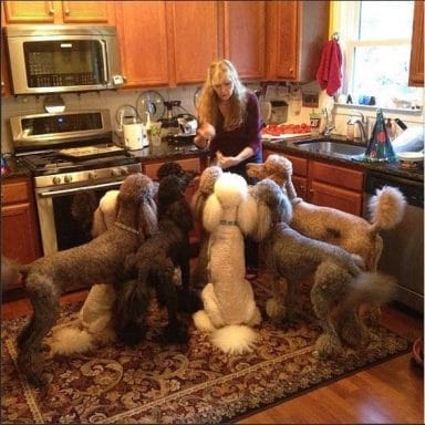 20 Reasons Why You Should Get Rid of Your Poodle Right Now - Page 2 of ...