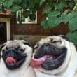17 Reasons Why You Have To Run Away From The Pugs As Fast As You Can ...